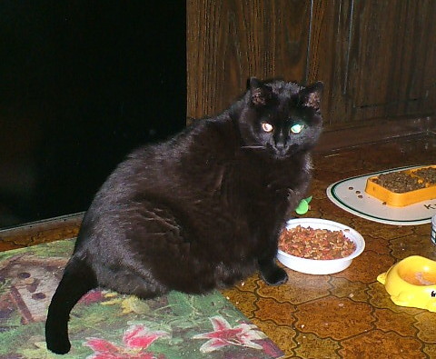 How to Get Free Cat Food - Cat Fur In My Coffee