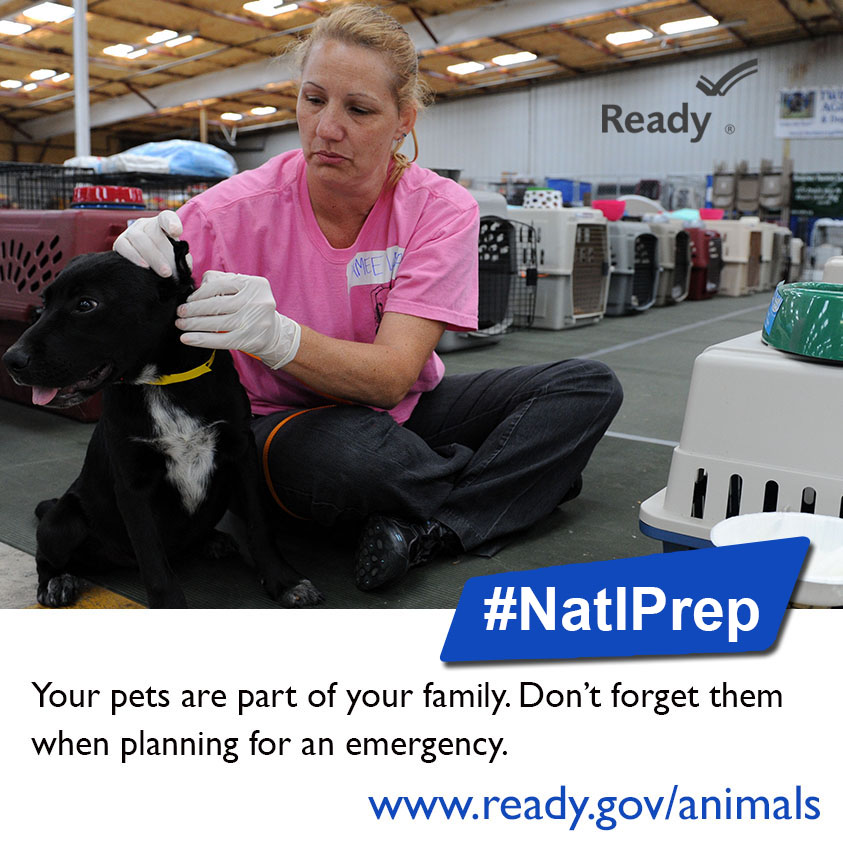 How To Get Kitty Disaster Prepared - Cat Fur In My Coffee